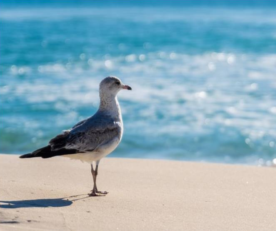 K-Ren - La housse de protection